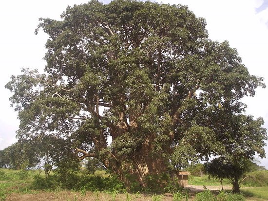 ONDJIRA SUL: Poesia de Namibiano Ferreira e Cultura Angolana.: O ...