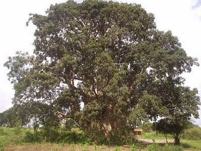 ONDJIRA SUL: Poesia de Namibiano Ferreira e Cultura Angolana.: O ...