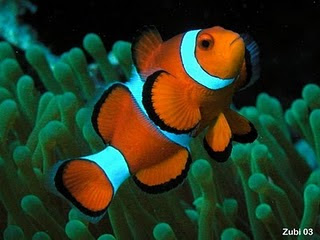 Beautiful Fish: Clown Fish