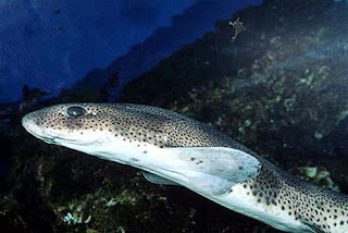 Fish and Fish: Brown Spotted Catshark