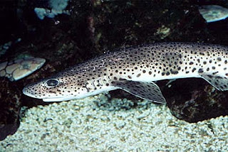 Fish and Fish: Brown Spotted Catshark