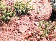 Recorriendo el Pulgarcito: Ruinas de Quelepa