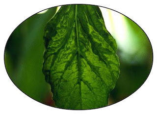 Chilli Veinal Mottle Virus ~ TANAH KITA