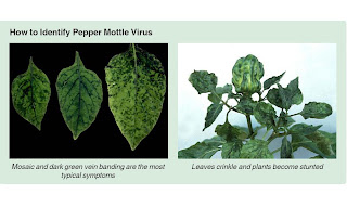 Pepper Mottle Virus ~ TANAH KITA