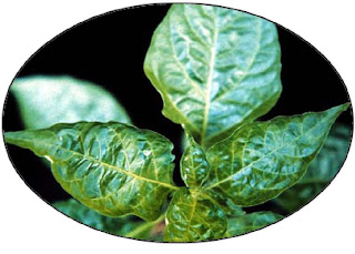 Pepper mild mottle virus - Alchetron, the free social encyclopedia