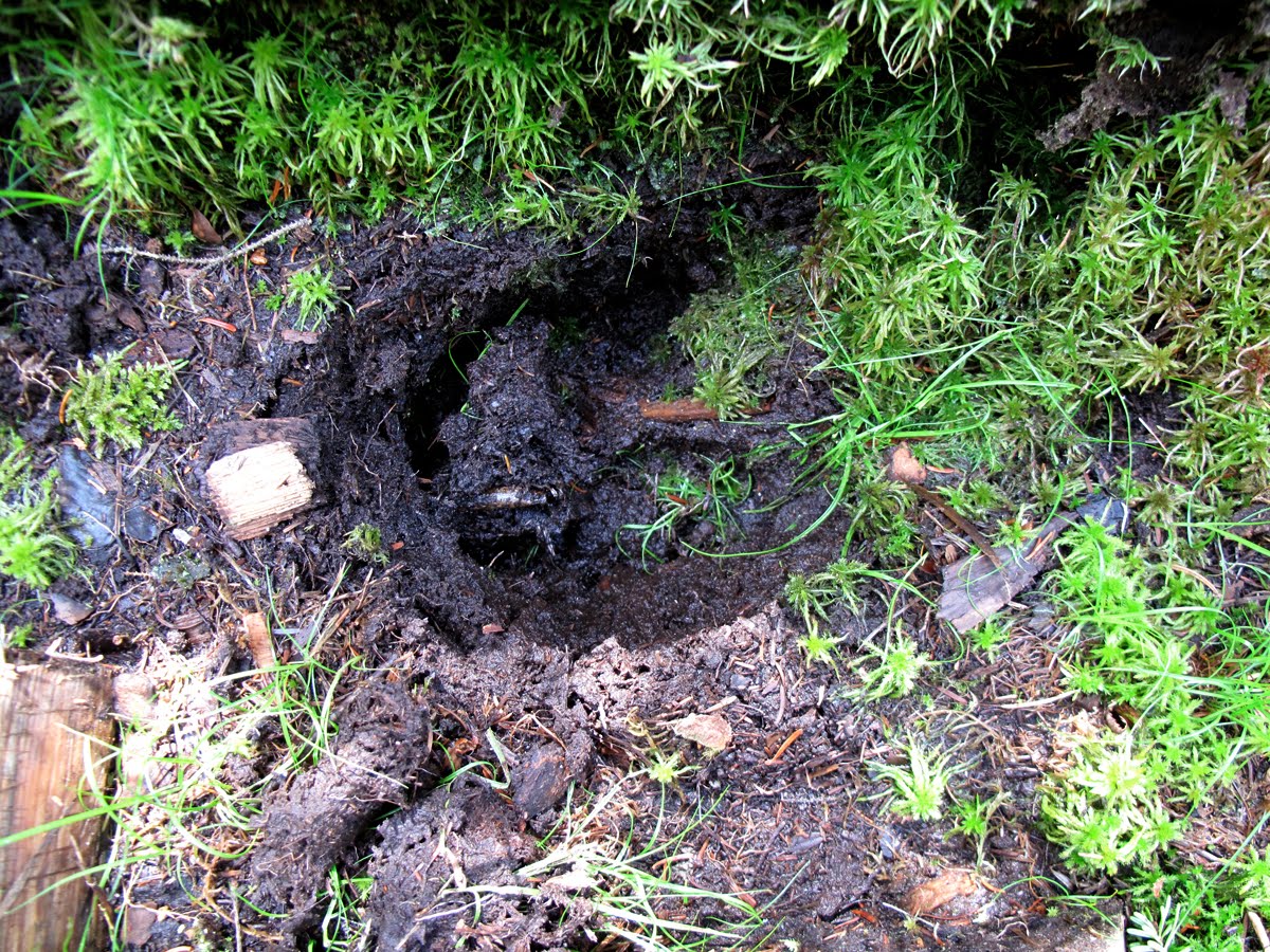 White Mountain Sojourn: 7-27, 28, 29-2010 Lonesome Lake