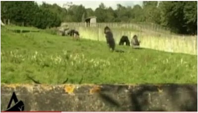 AFFE: Der aufrechte Gang bei Menschenaffen: Was man von Ambam lernen kann.
