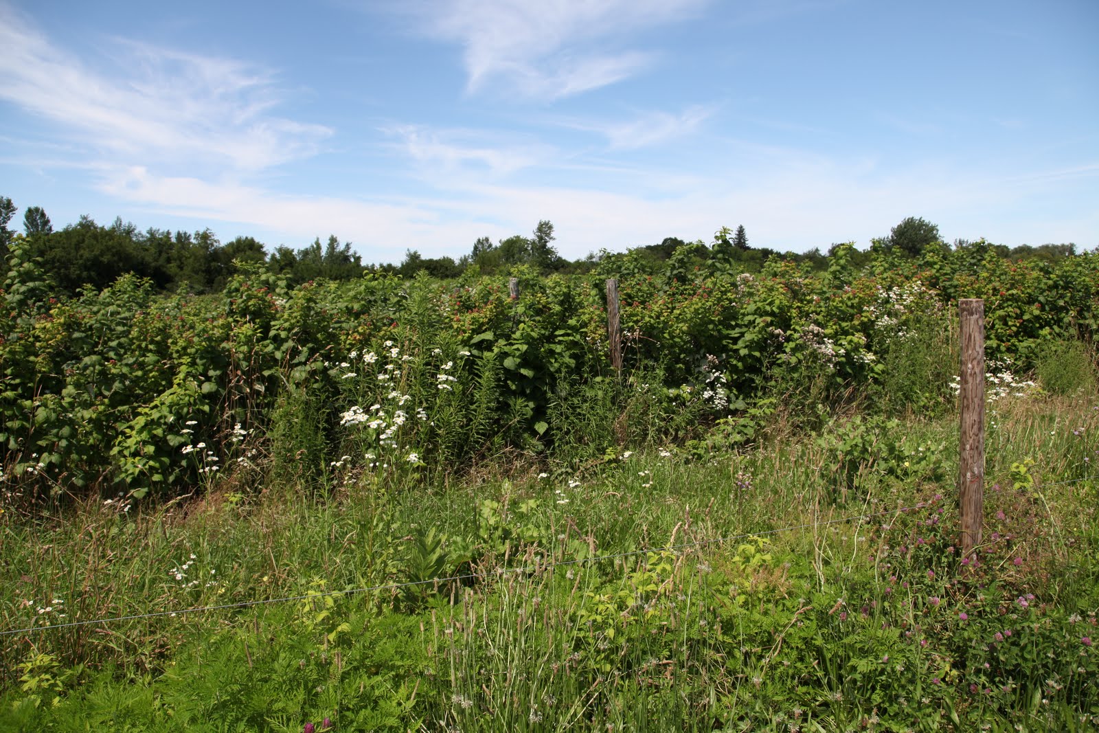 Oh! Beauteous!: Hurd's Orchards and a Beautiful Summer Day