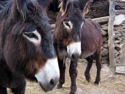 Burros Lanudos ou burros de miranda