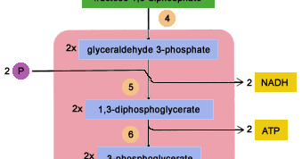 BioLearn: Glycolysis Broken Down