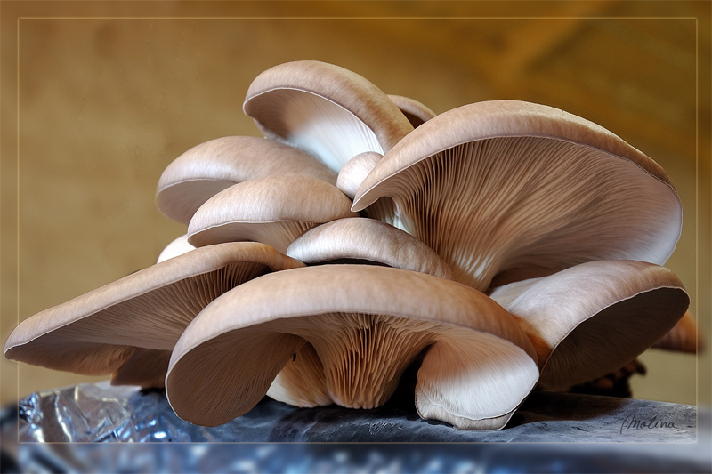 042 Micología - conocimientos.com.ve: Setas