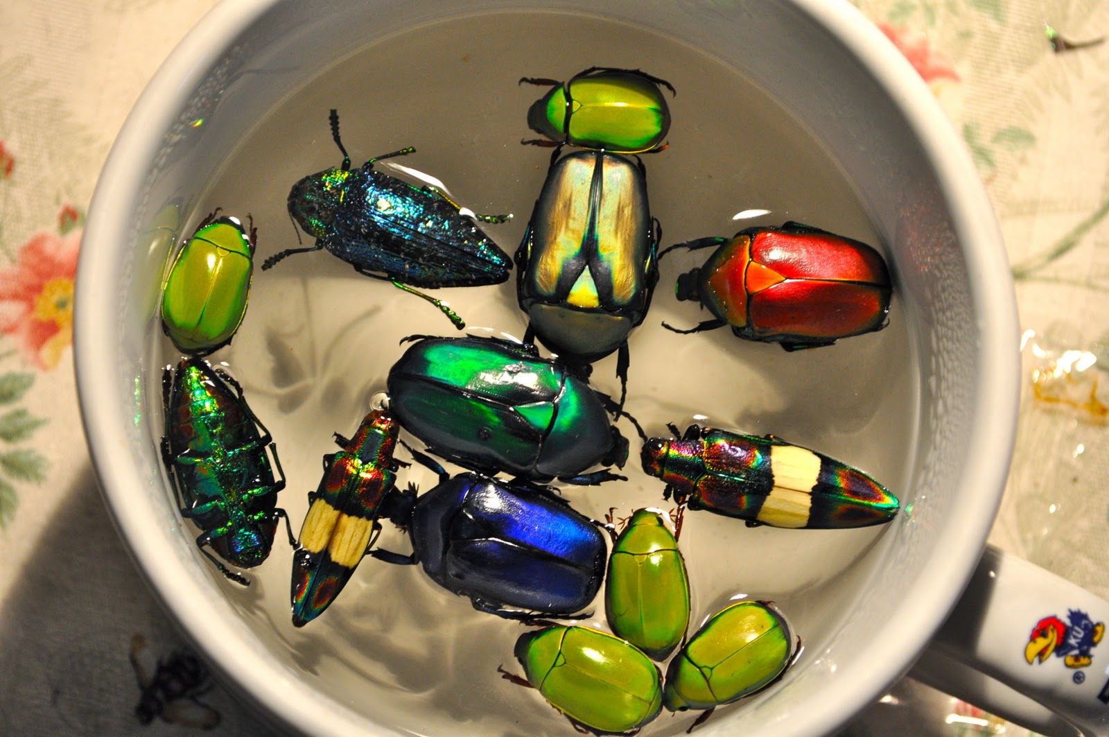 Insect Art: Bug Soup!