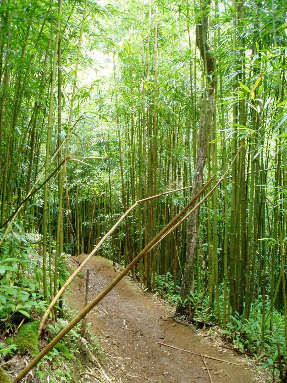 Shiami: Tips on Bamboo Tips Pada Bambu