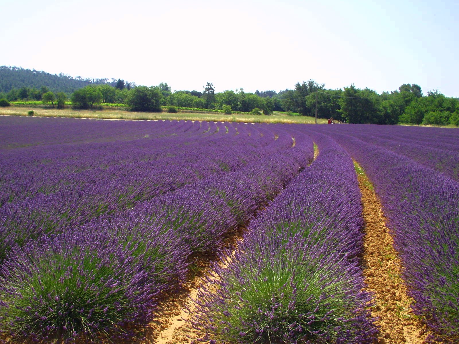 Real Provence: Lavender, lavender everywhere