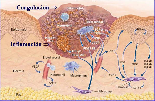INMUNOLOGIA: INFLAMACIÓN