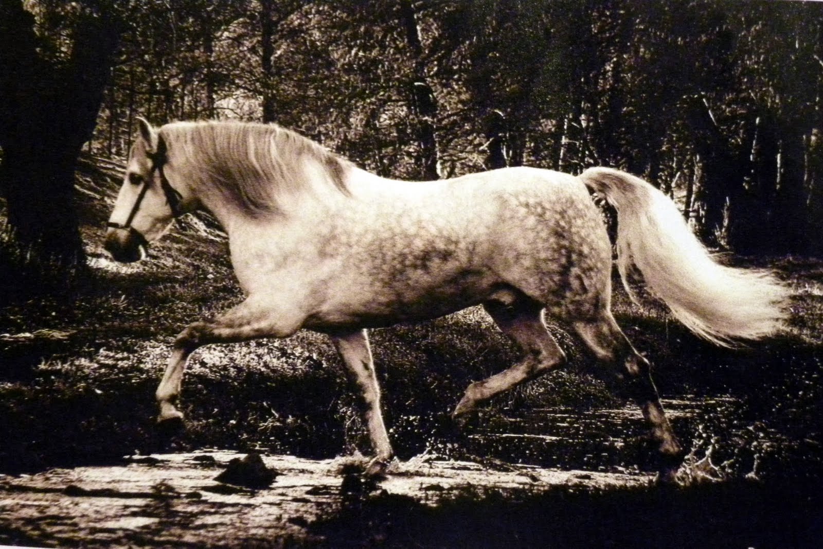 1000+ images about HORSES on Pinterest | Arabian horses, White horses ...