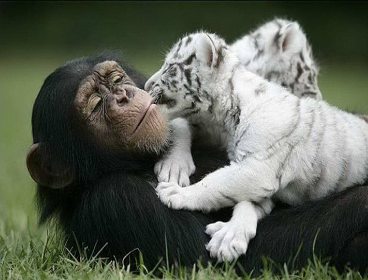 Crear Conciencia: Amor Animal X.