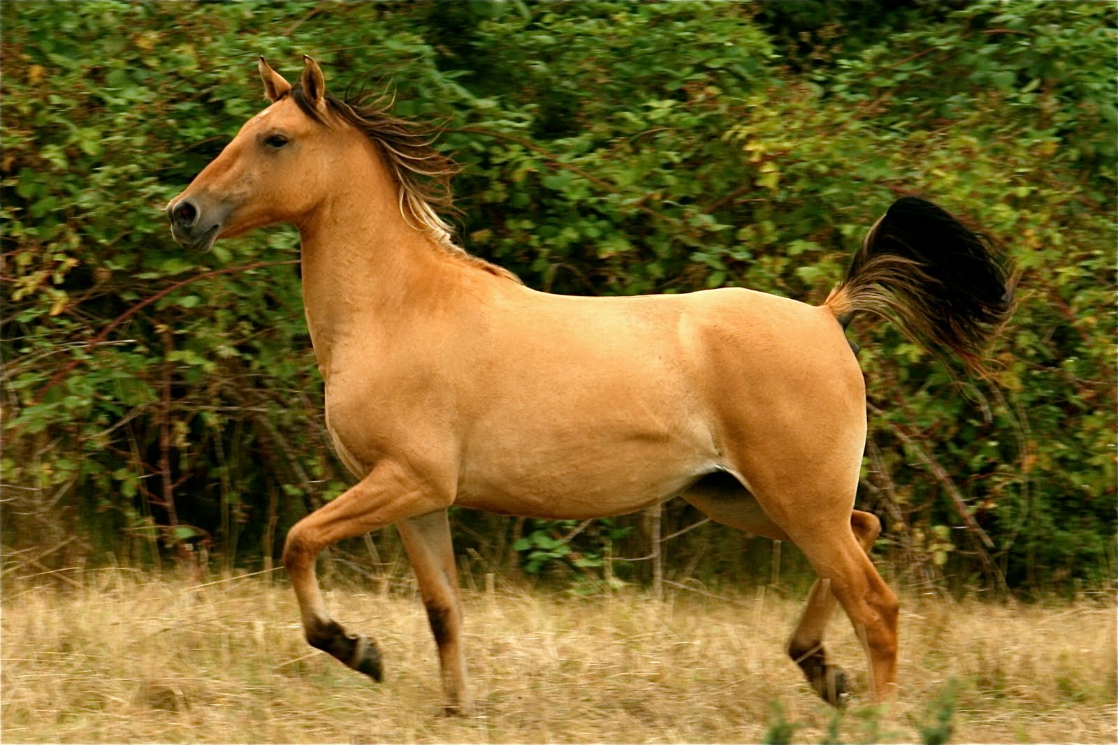 Mustangs Sale: Our Kiger Mustangs