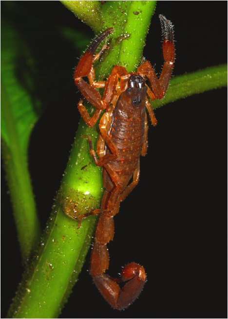 Field Notes from Luquillo Forest: Scorpion: Tityus obtusus