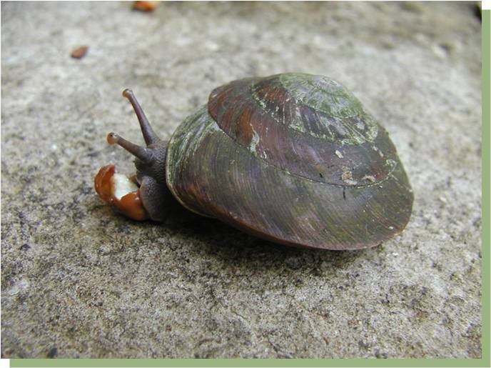 Field Notes from Luquillo Forest: Caracolus caracola