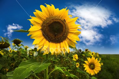 Heather Culpepper: Bloom Where You Are Planted