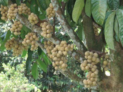 Hanieliza's Cooking: Dokong [sepupu langsat]