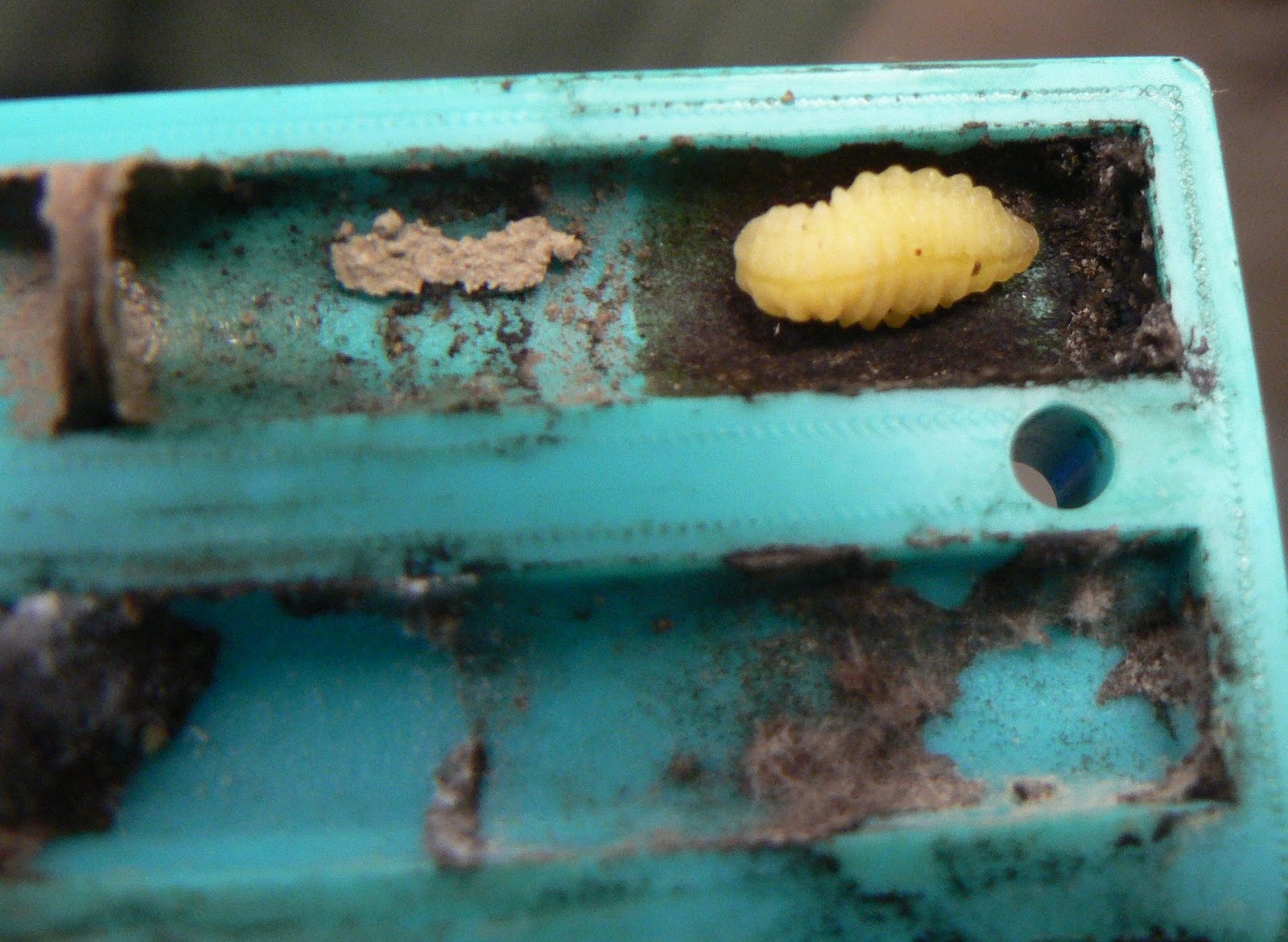 Beneficial wasp pupae inside a mason bee nesting tunnel - Beediverse ...
