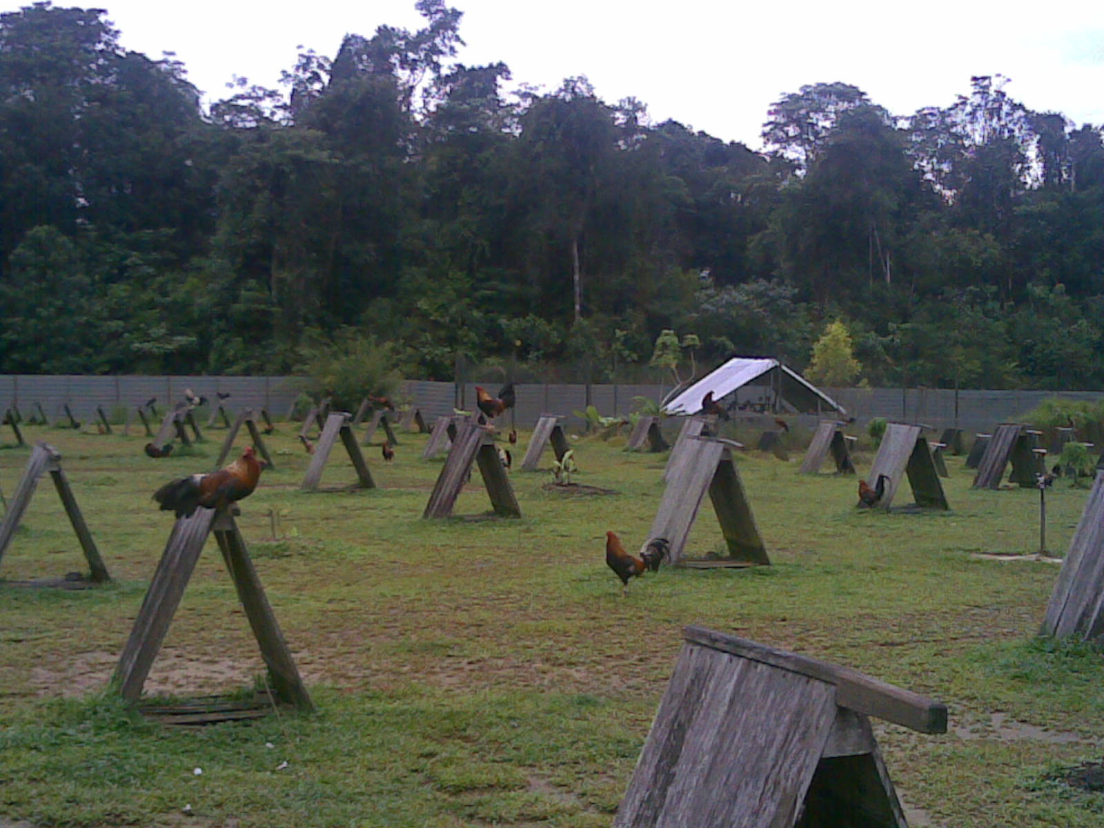 MEREKAH FAJAR SDN BHD: Visiting a "fighting" Rooster Game Farm