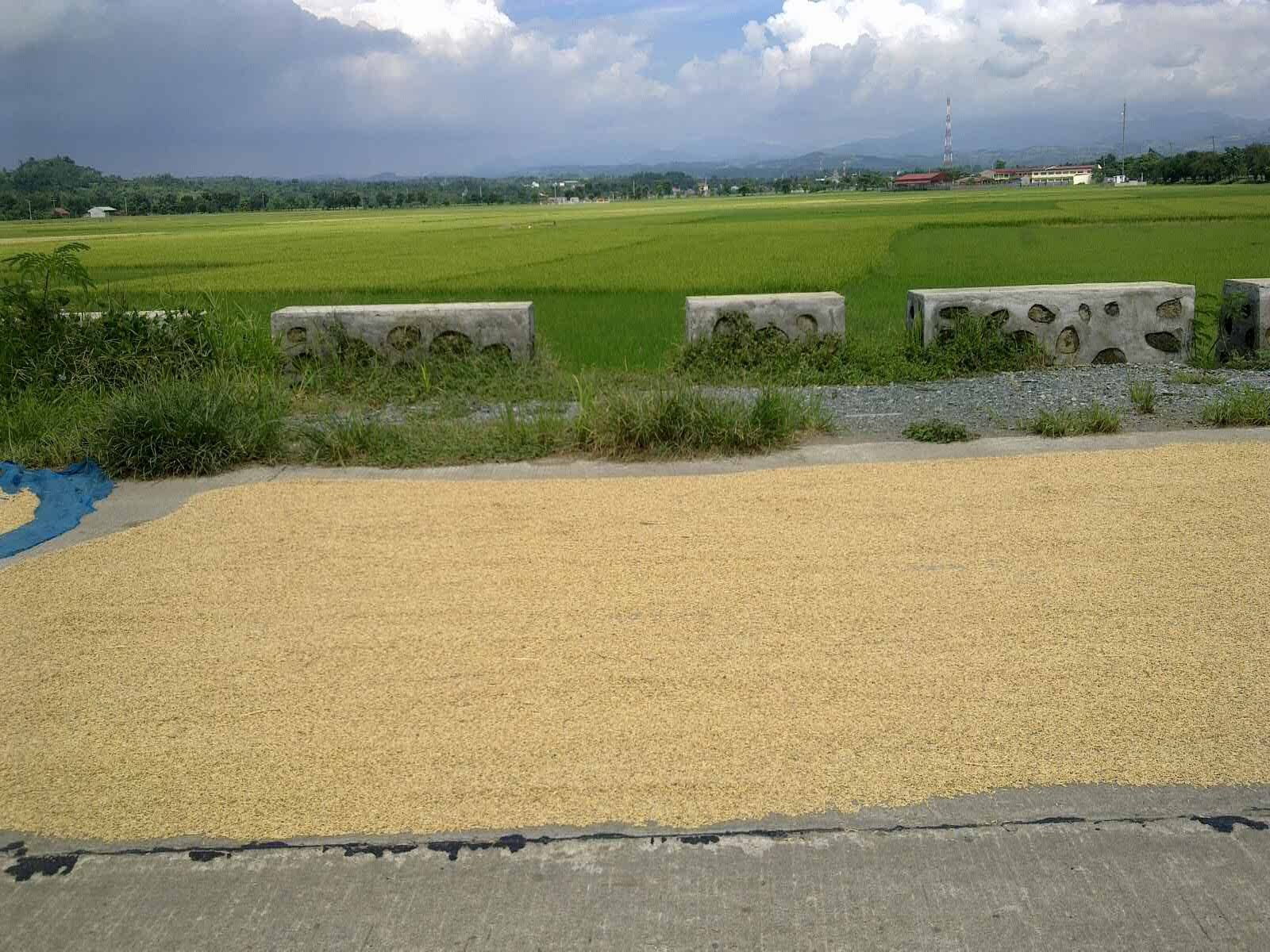 Our Mission to the Philippines: October 25th, 2010, Rice drying on the ...