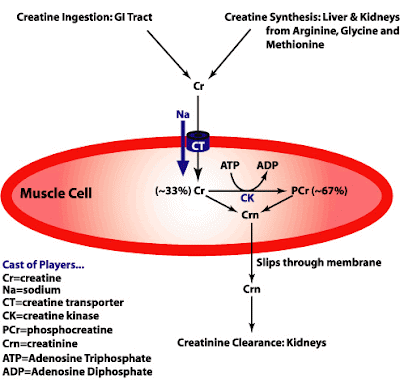 iHealthy: Creatine Transport into Muscle Cells from the Blood Stream