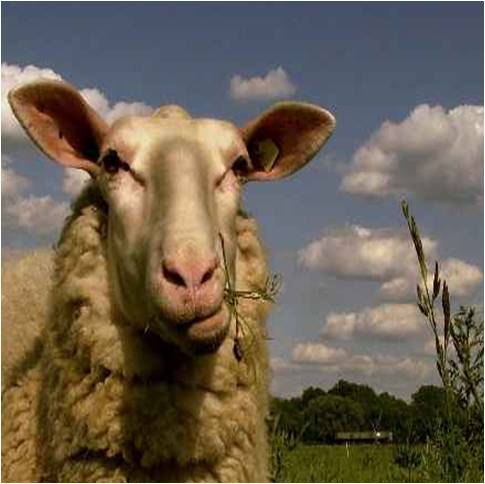 Reflections from Broadneck Baptist: Lost Lambs and Loose Change