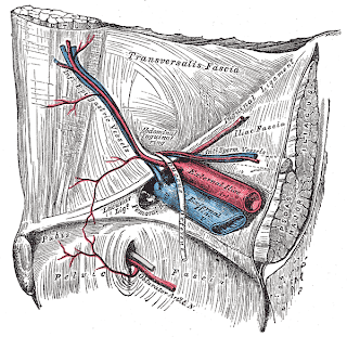 Sports Hernia Blog: a good picture of the transversalis fascia and ...