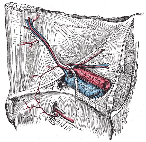 Sports Hernia Blog A Good Picture Of The Transversalis Fascia And Surrounding Structures
