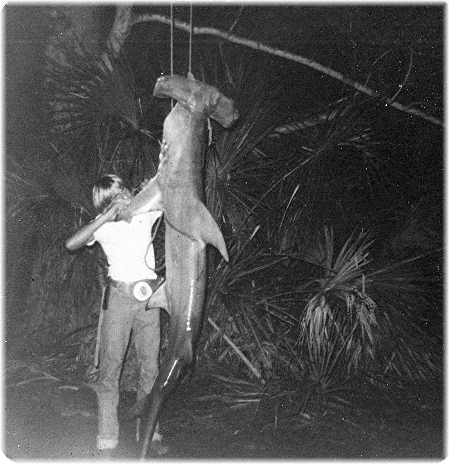 Window Wench: Shark Fishing