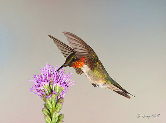 TratoHecho.com: Hiperrealistas fotografías de pájaros