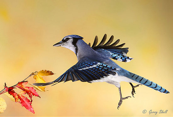 TratoHecho.com: Hiperrealistas fotografías de pájaros