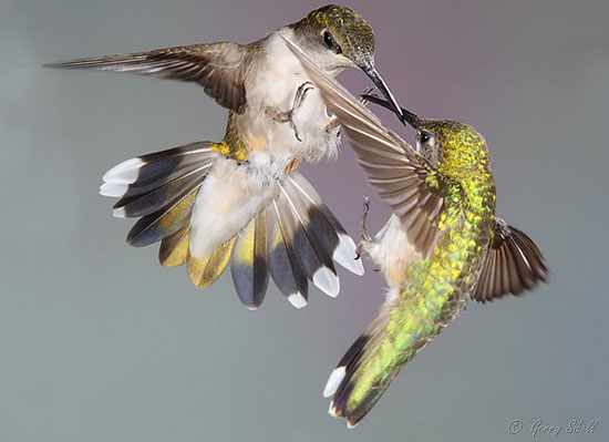 TratoHecho.com: Hiperrealistas fotografías de pájaros