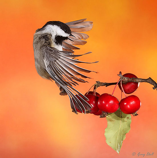 TratoHecho.com: Hiperrealistas fotografías de pájaros