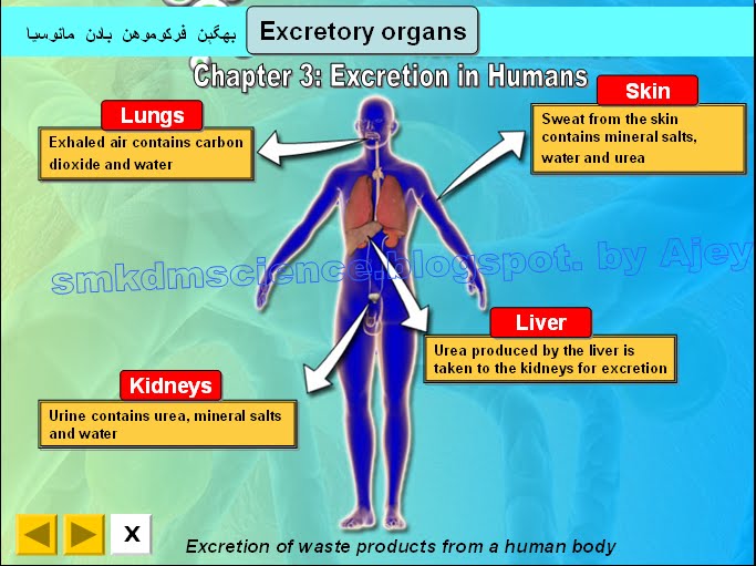 SMK Datuk Menteri SAINS PMR: Perkumuhan Manusia / Excretion in Human
