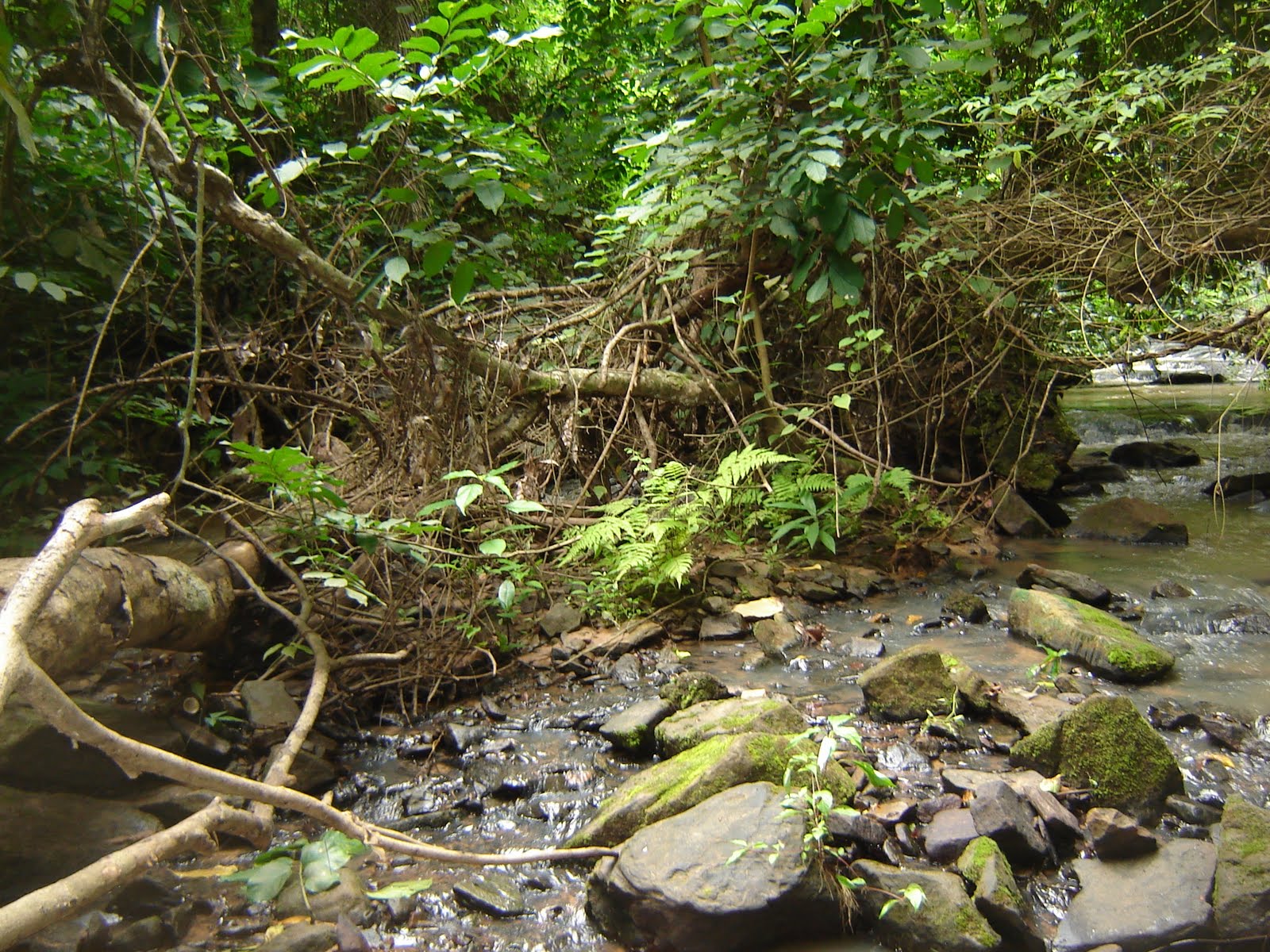 Br Paul Noonan Formation Centre, Tamale: World Environment Day