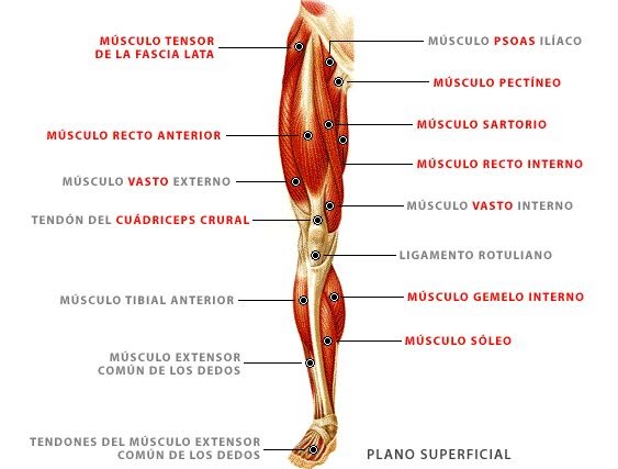 ODONTOLOGIA/ESTOMATOLOGIA: musculos del miembro inferior plano superficial