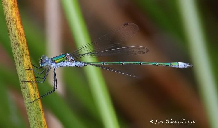 Shropshire Birder: Whixall Moss - insects for a Hobby