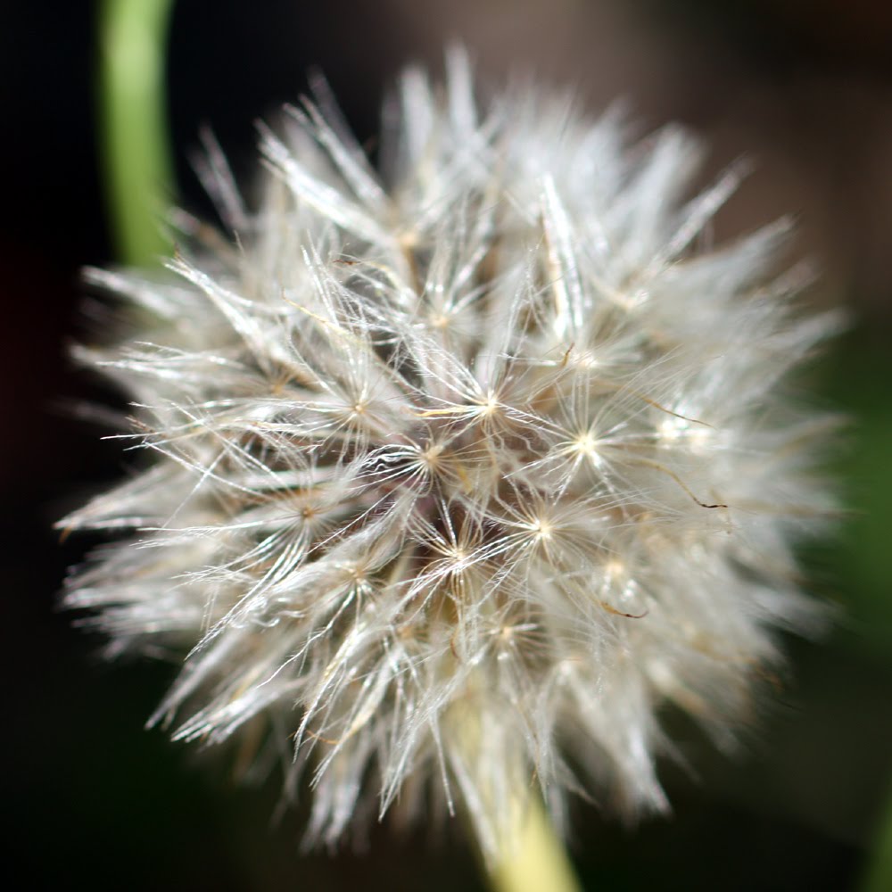 The Adventures of Bushwhack Jack: Today's Photo - Dandelion Puff