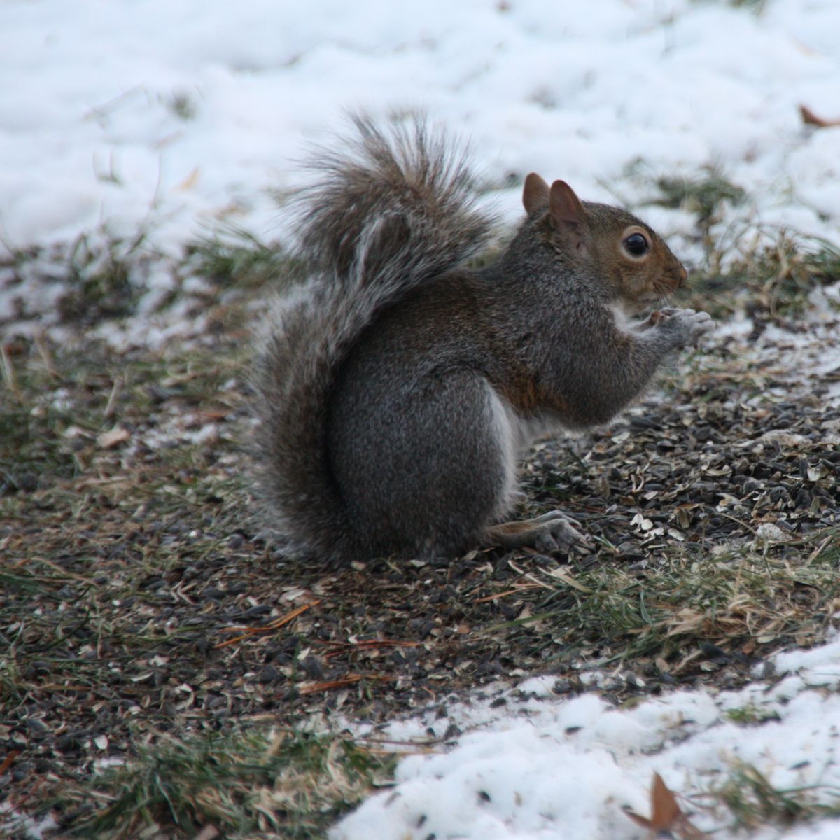 The Adventures of Bushwhack Jack: Squirrel and Snow