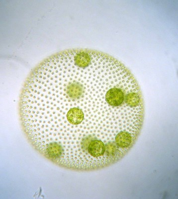 titdilapa: Volvox Aureus