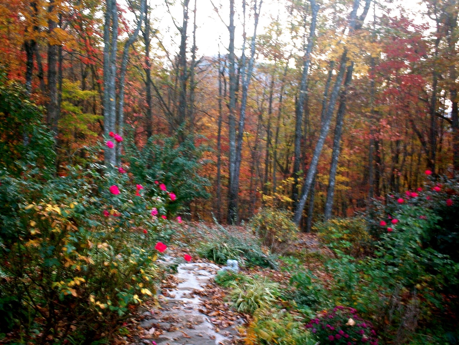 Living Above the Frost Line: NOVEMBER DAYS IN THE SOUTHERN APPALACHIAN ...