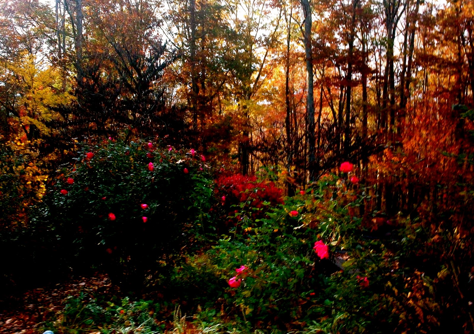 Living Above the Frost Line: NOVEMBER DAYS IN THE SOUTHERN APPALACHIAN ...