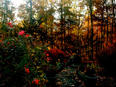 Living Above the Frost Line: NOVEMBER DAYS IN THE SOUTHERN APPALACHIAN ...