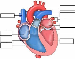 El Aparato Circulatorio: 3. Tarea