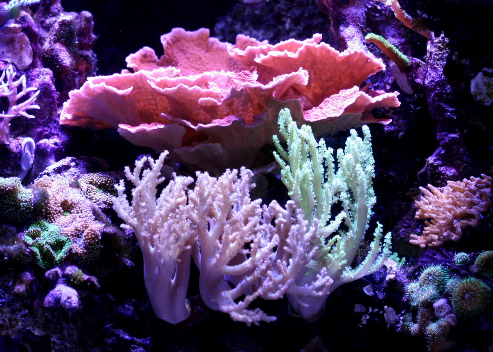 Joe's Reef: Leather corals and Montipora